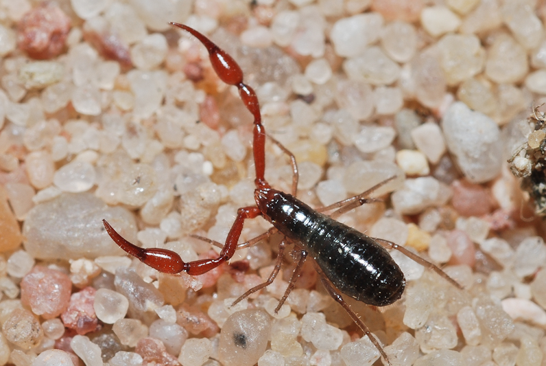 Arachnologie, Spinnentiere, Spinnen, Tropische Spinnen, Arthropoda ...